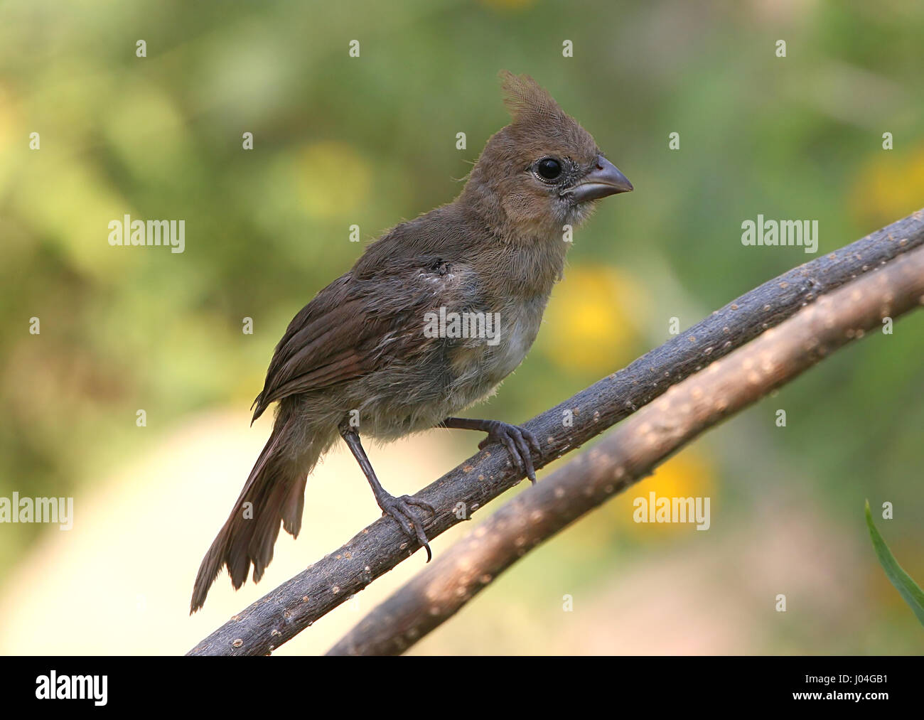 Young male cardinal hi-res stock photography and images - Alamy
