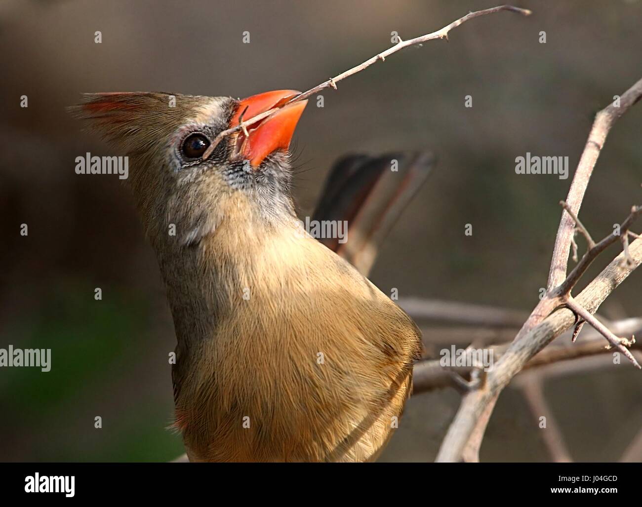 Cardinal nest hi-res stock photography and images - Alamy