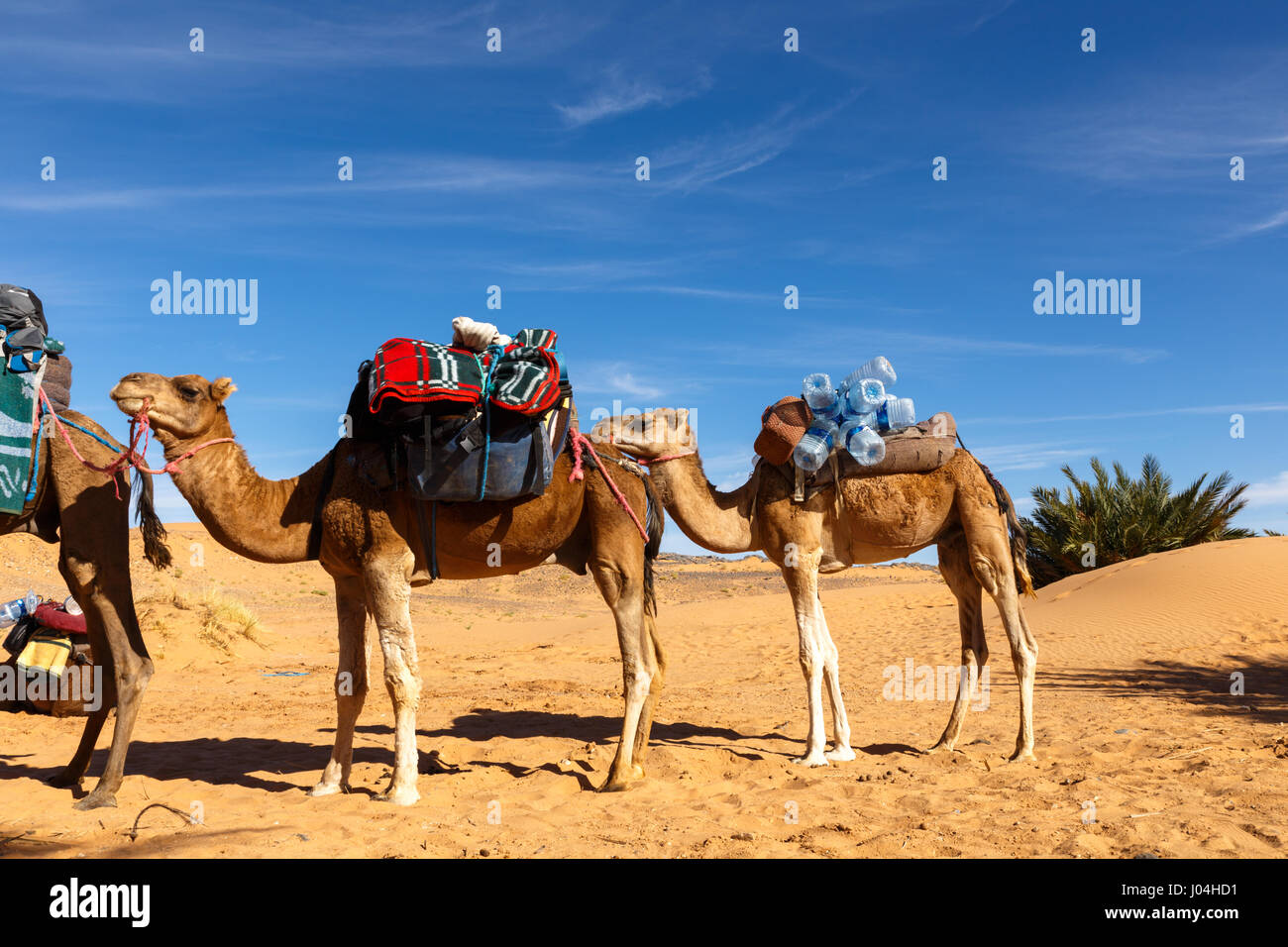 Camel load african desert hi-res stock photography and images - Alamy
