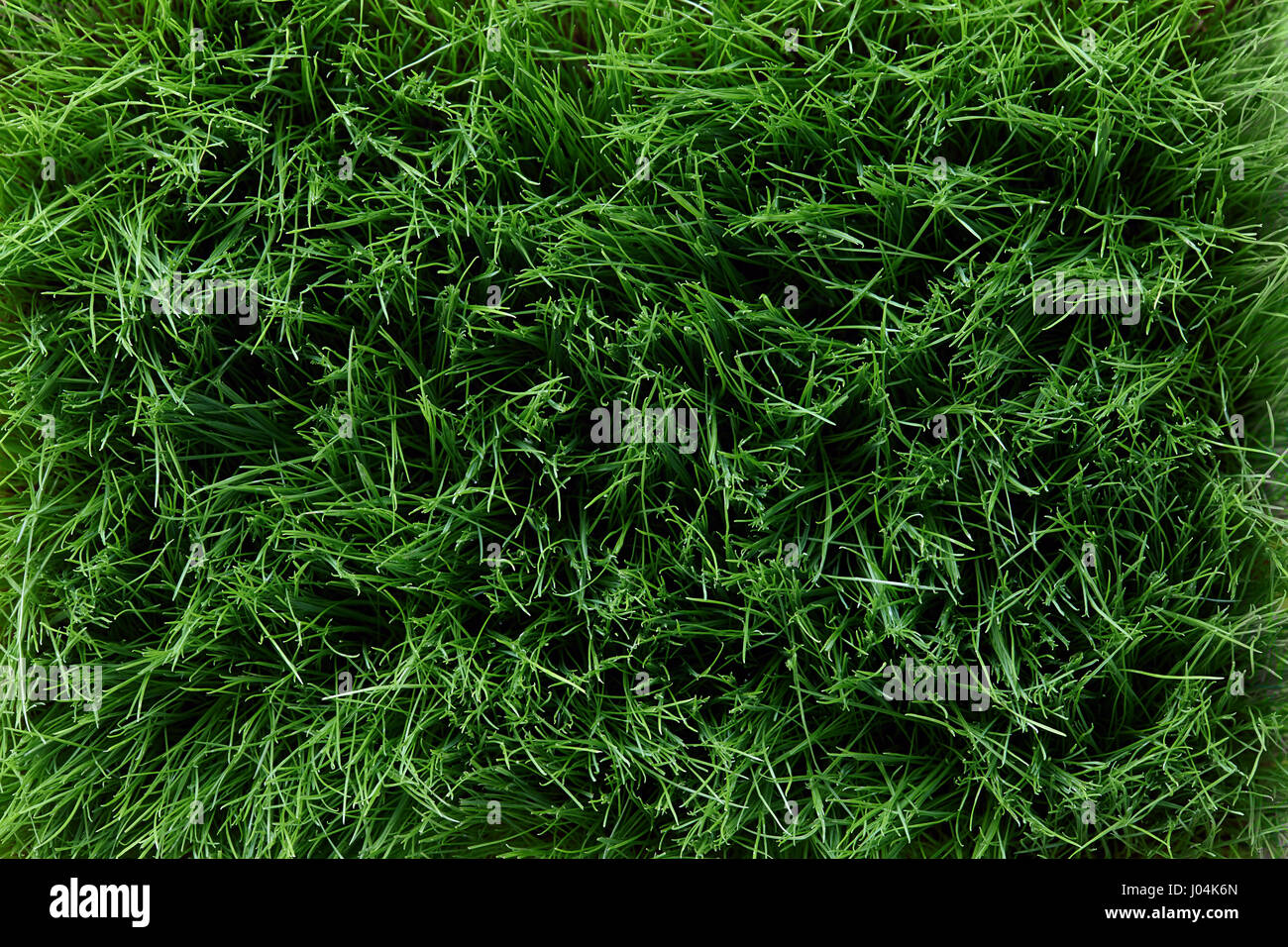 Spring grass background Stock Photo - Alamy