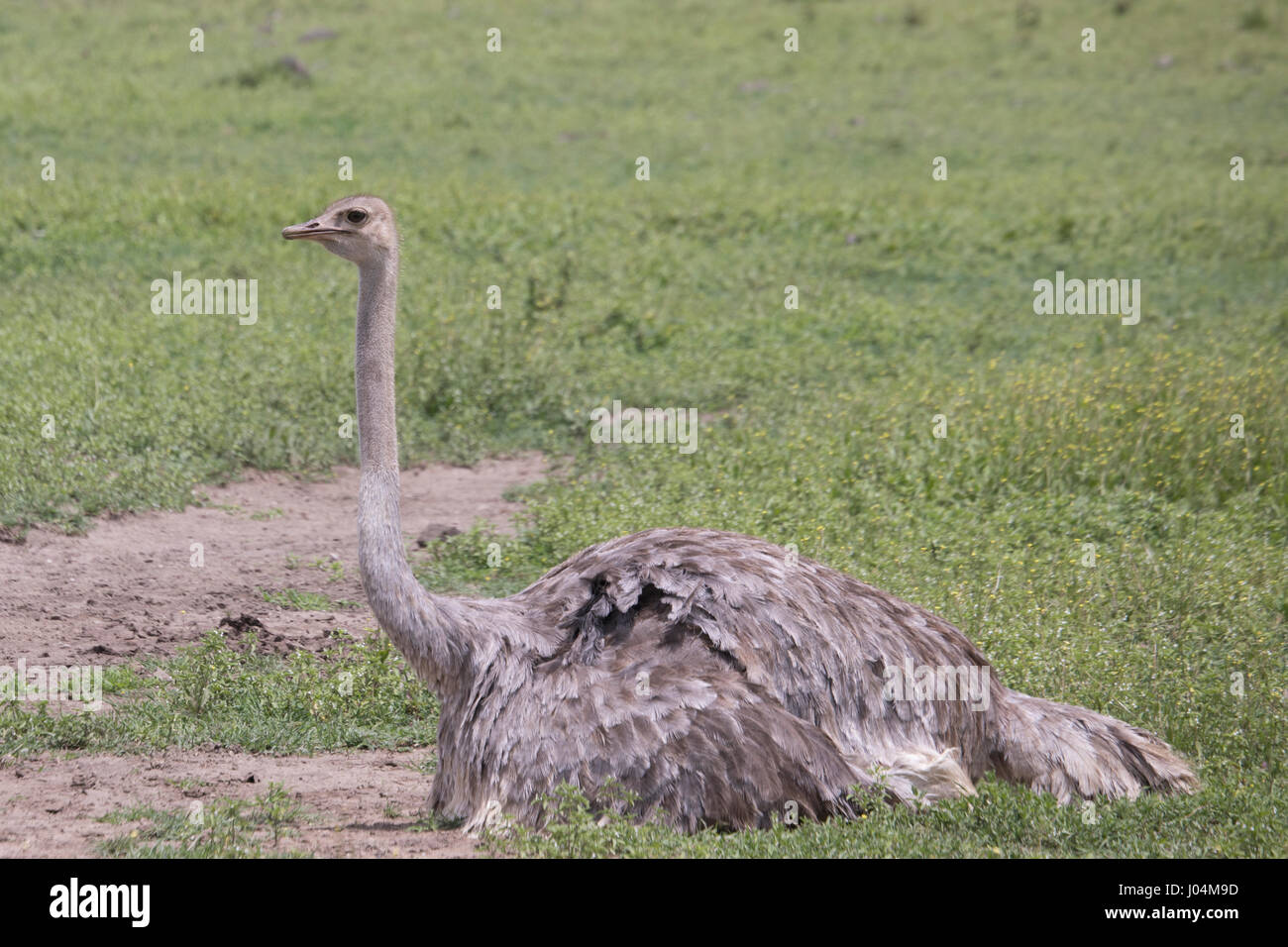 Profile of femal ostrich lying on ground in Ngorongoro Crater, Tanzania ...