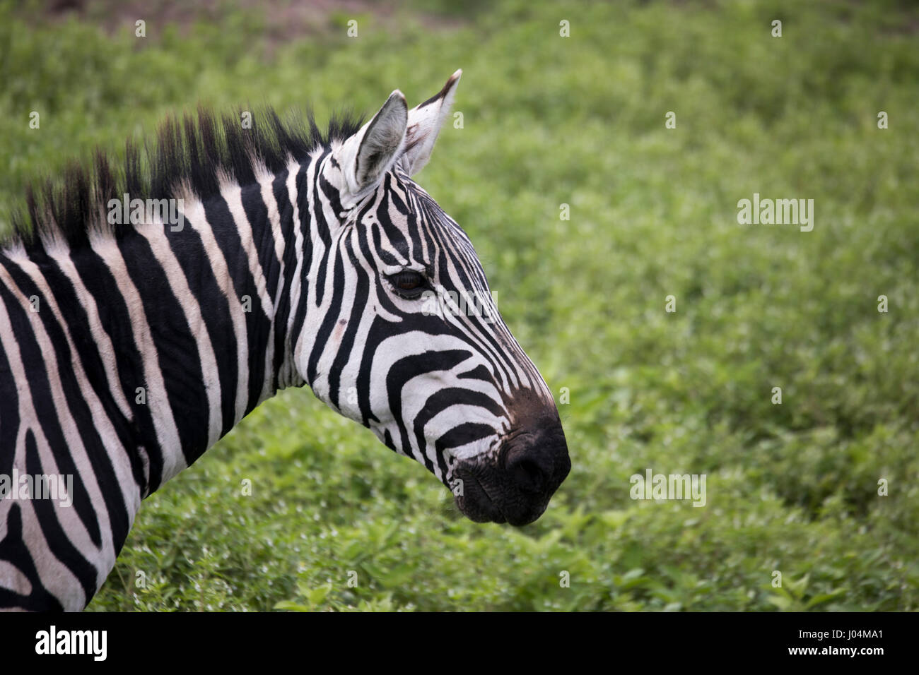 Portait of zebra agaisnt grasses in Ngorongoro Crater, Tanzania, Africa ...