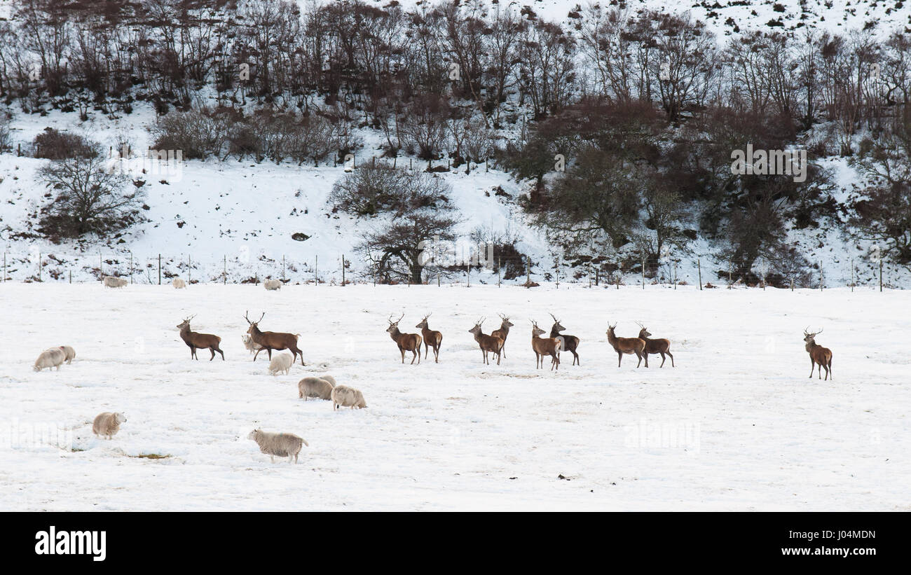 Ullie hi-res stock photography and images - Alamy