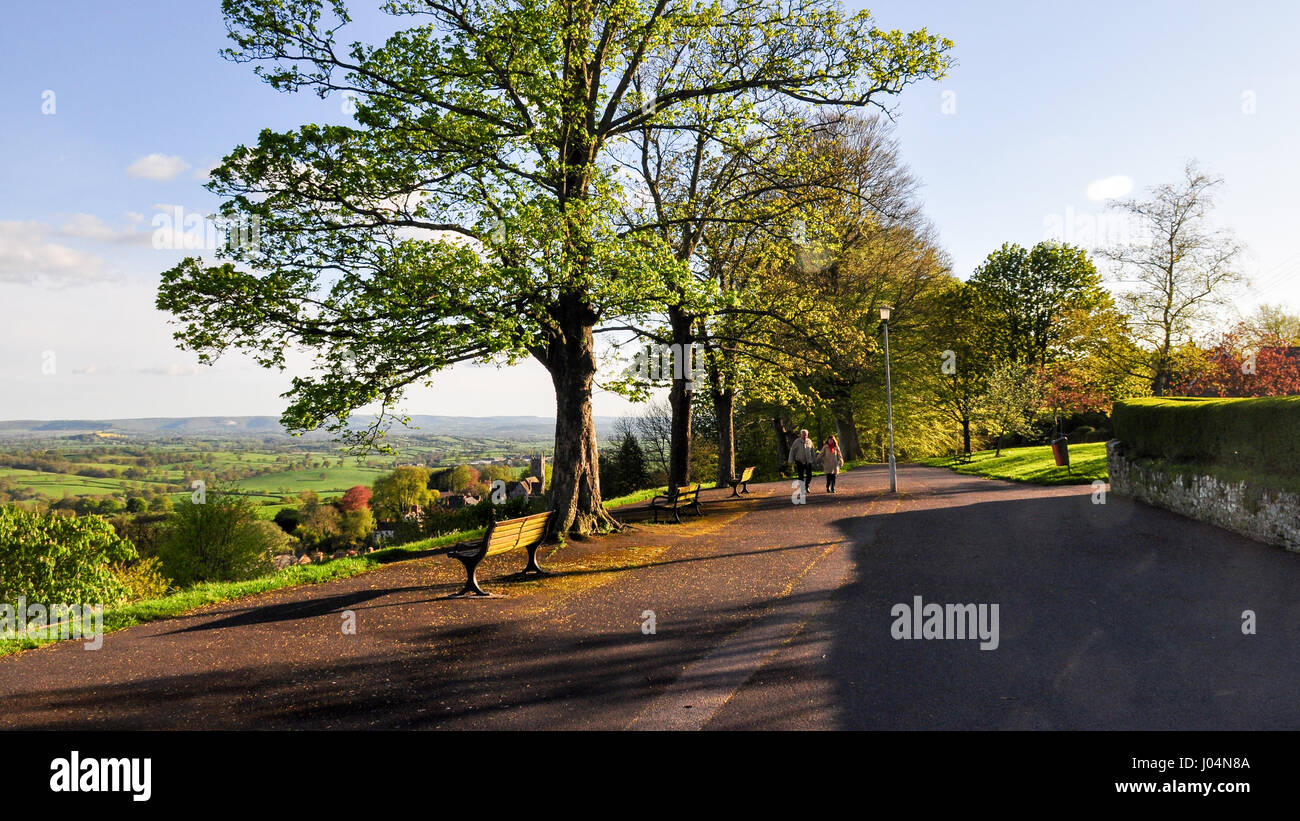The hilltop avenue of trees on Park Walk in Shaftesbury, Dorset Stock ...
