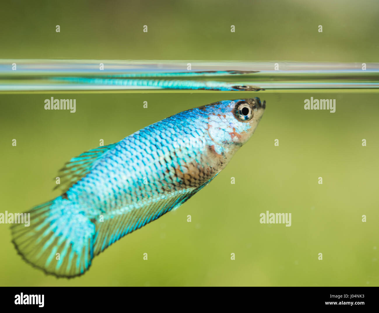 Young Betta Splendens Female Fish Stock Photo - Alamy