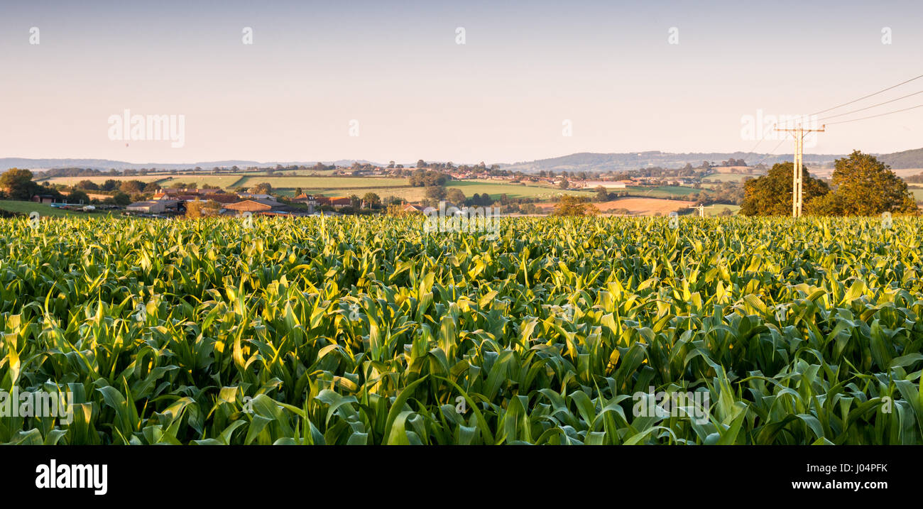 A field of Maize in the agricultural Blackmore Vale district of north ...