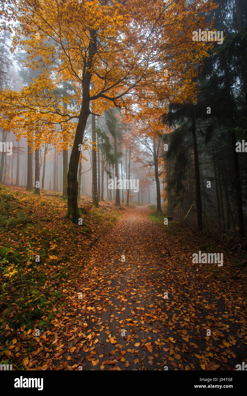 Autumn in german Mountains and Forests - During a hiking tour in some ...