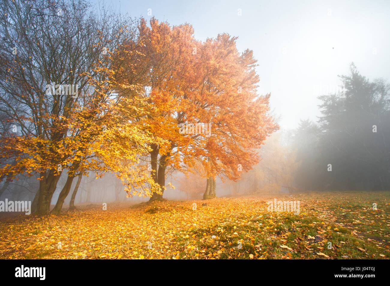 Autumn in german Mountains and Forests - During a hiking tour in some ...