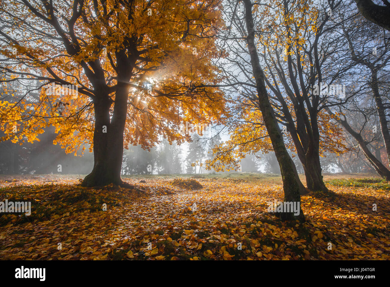 Autumn in german Mountains and Forests - During a hiking tour in some ...
