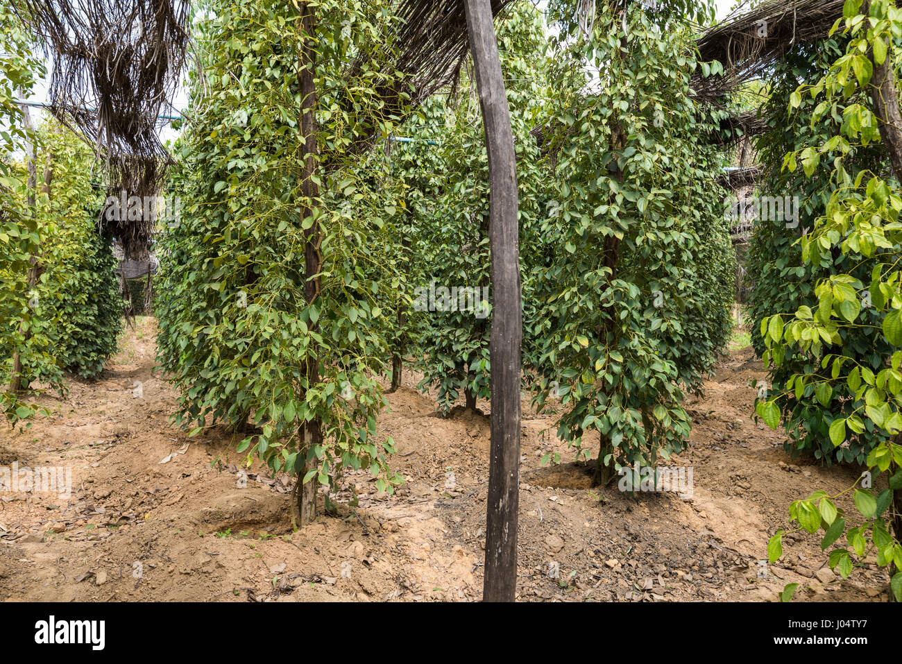 Pepper farm, Kampot, Cambodia, Asia Stock Photo - Alamy
