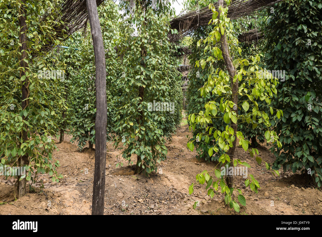 Pepper farm, Kampot, Cambodia, Asia Stock Photo - Alamy