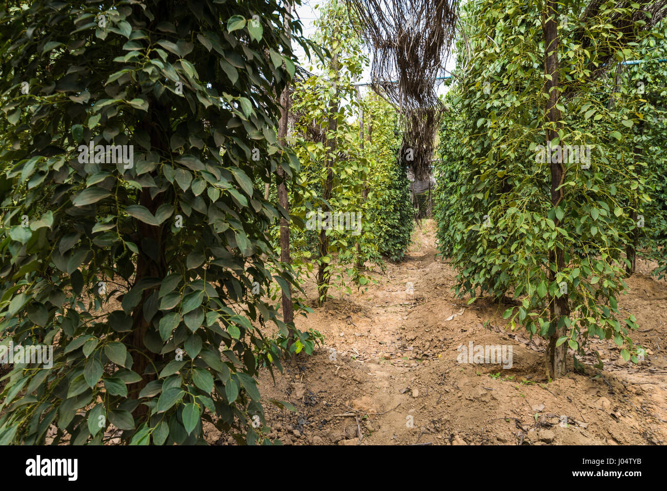Pepper farm, Kampot, Cambodia, Asia Stock Photo - Alamy