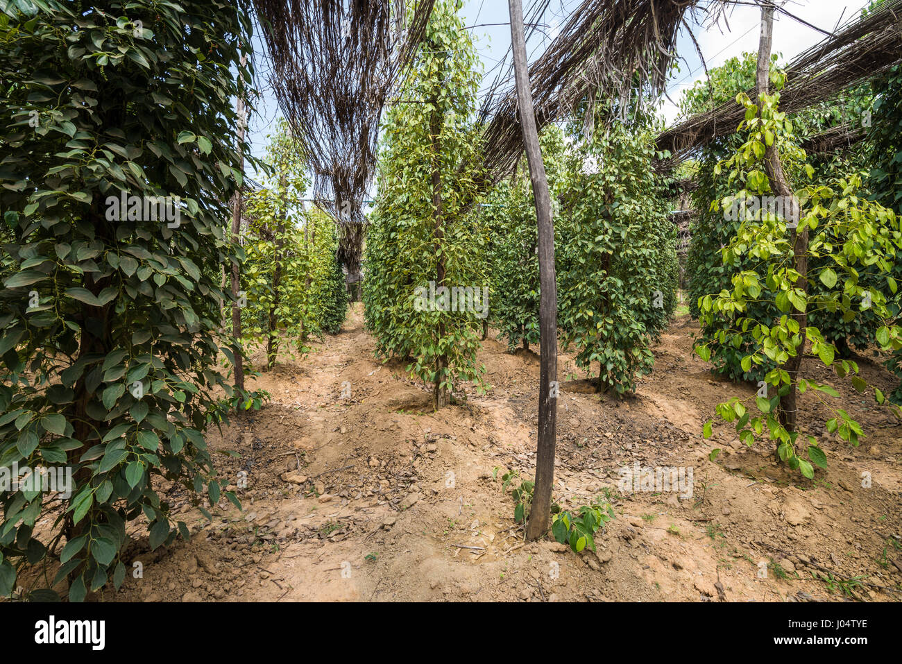Pepper farm, Kampot, Cambodia, Asia Stock Photo - Alamy