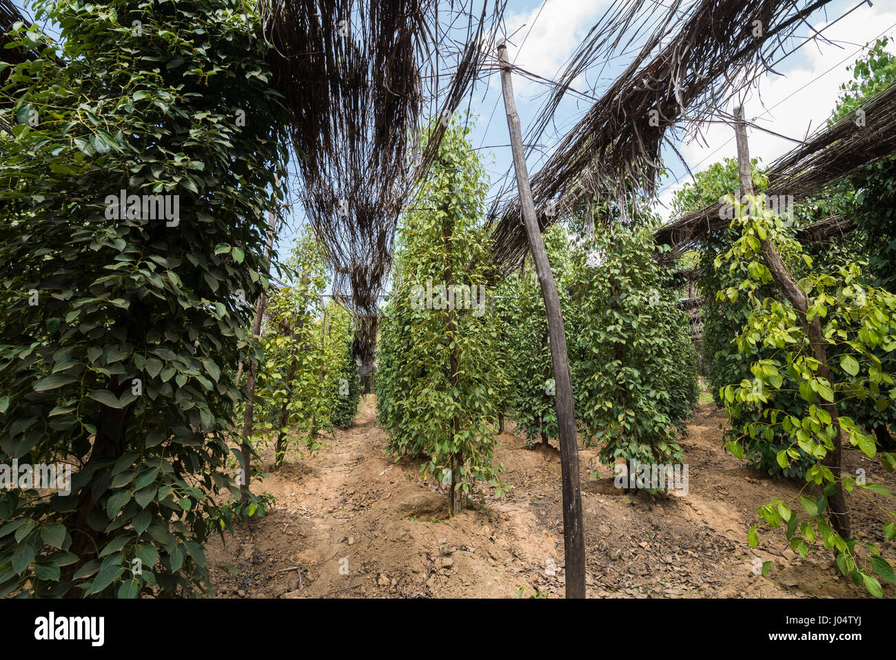 Pepper farm, Kampot, Cambodia, Asia Stock Photo - Alamy