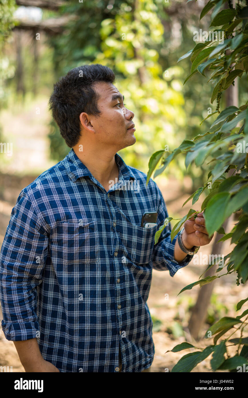 Local people on the pepper farm, Kampot, Cambodia, Asia Stock Photo - Alamy