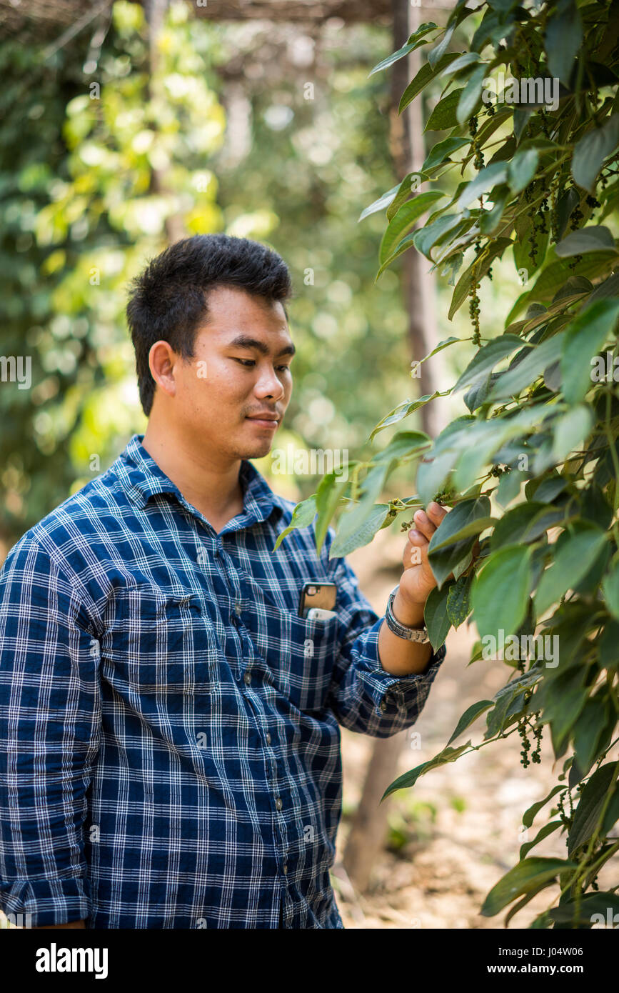 Local people on the pepper farm, Kampot, Cambodia, Asia Stock Photo - Alamy