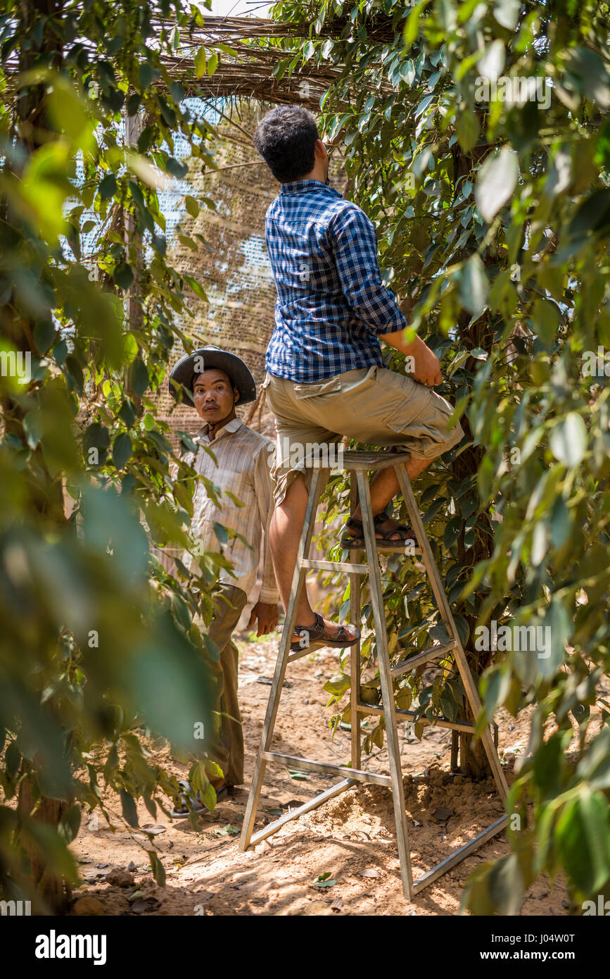 Local people on the pepper farm, Kampot, Cambodia, Asia Stock Photo - Alamy