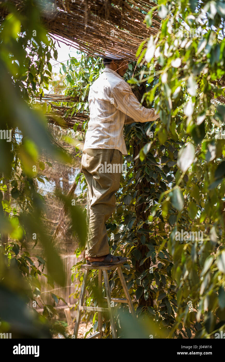 Local people on the pepper farm, Kampot, Cambodia, Asia Stock Photo - Alamy