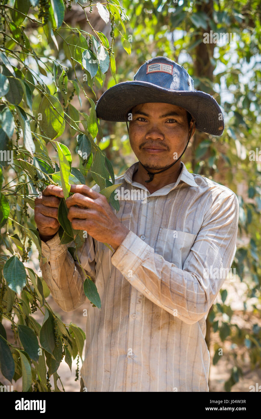 Local people on the pepper farm, Kampot, Cambodia, Asia Stock Photo - Alamy