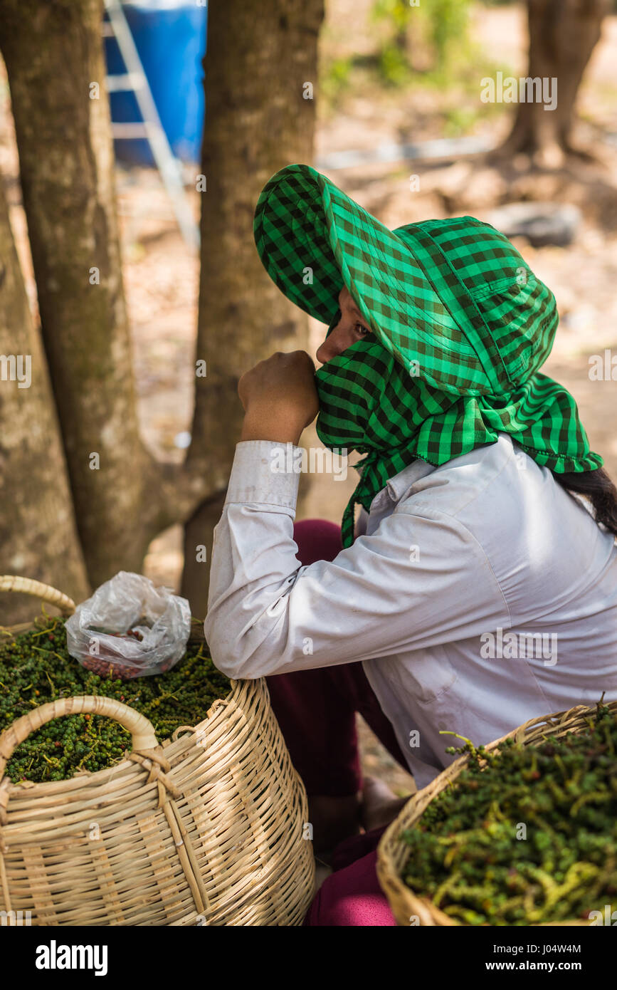 Local people on the pepper farm, Kampot, Cambodia, Asia Stock Photo - Alamy