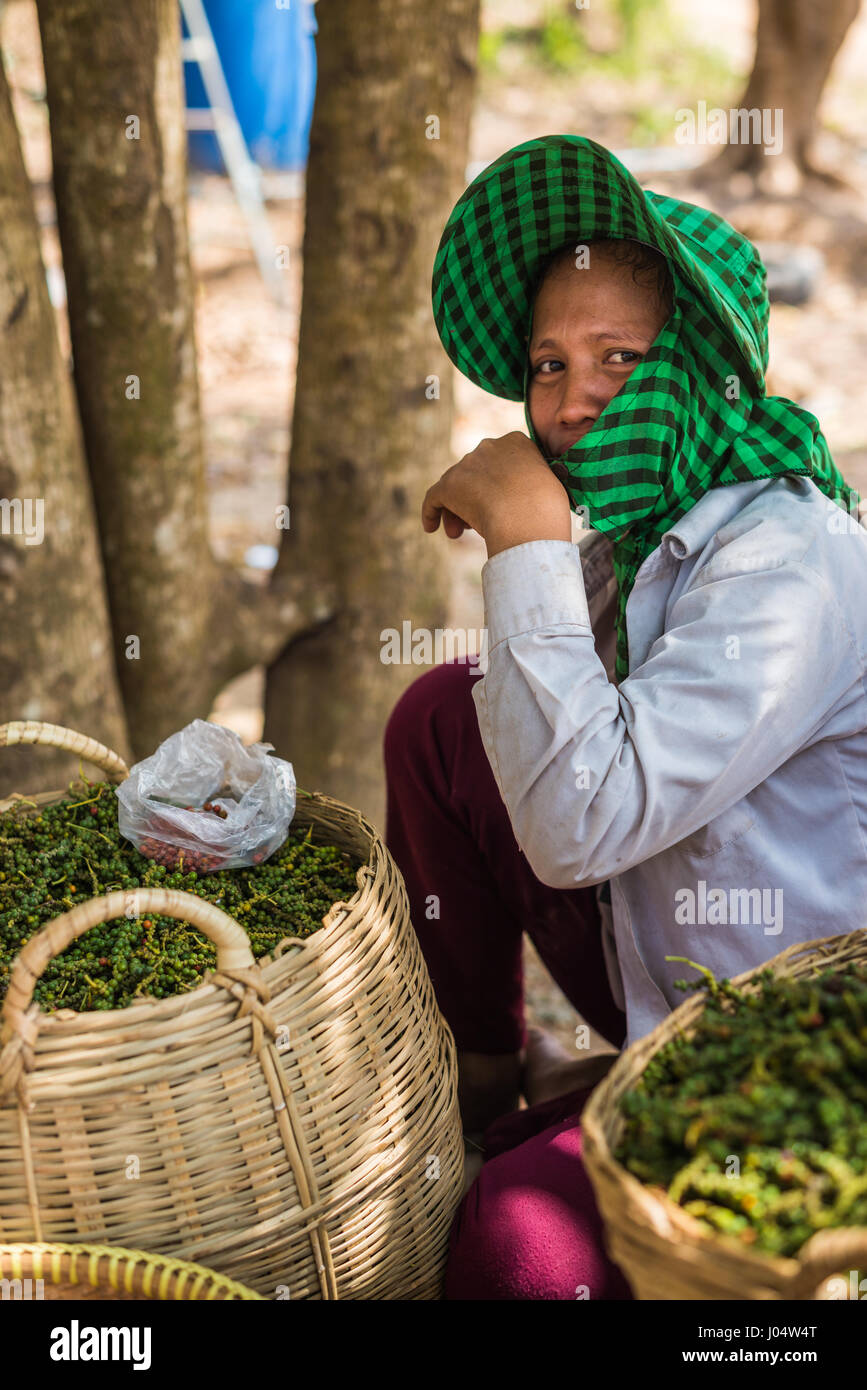Local people on the pepper farm, Kampot, Cambodia, Asia Stock Photo - Alamy