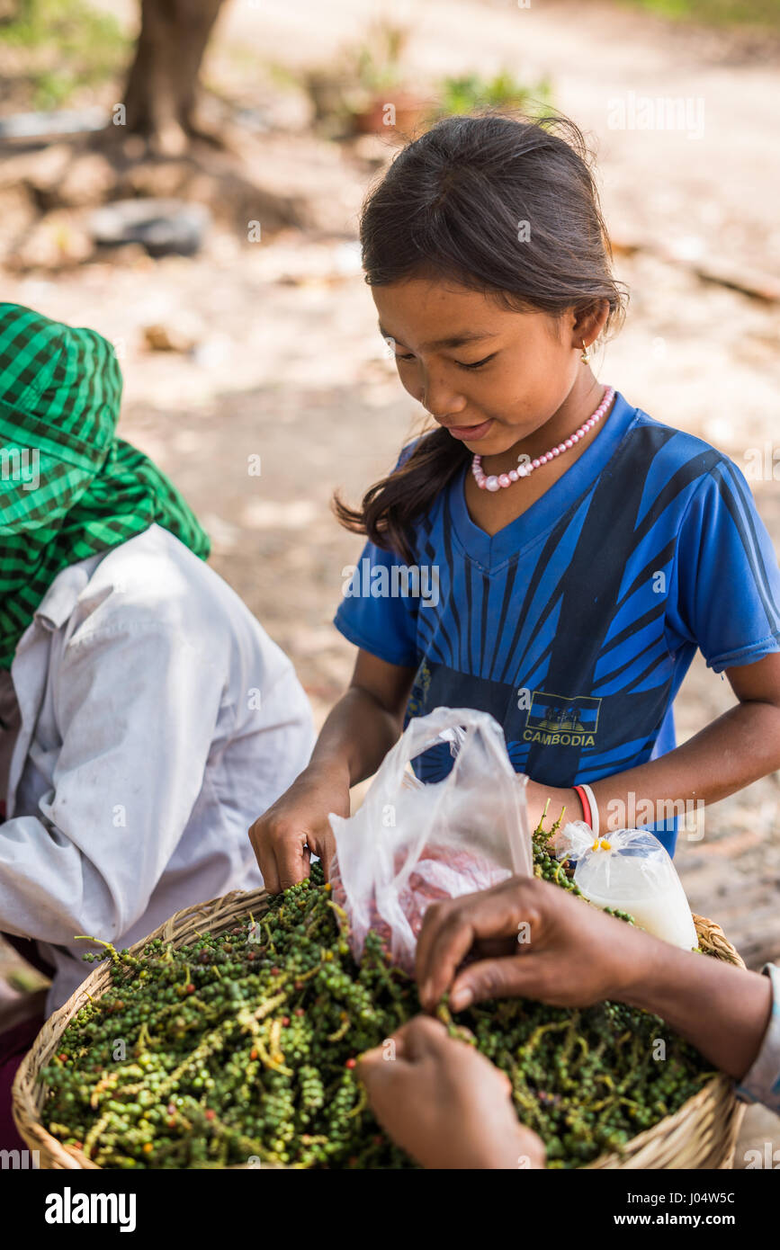 Local people on the pepper farm, Kampot, Cambodia, Asia Stock Photo - Alamy