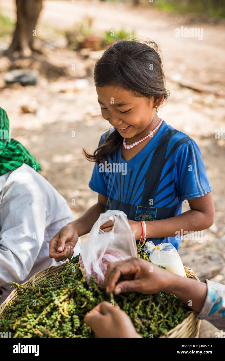 Local people on the pepper farm, Kampot, Cambodia, Asia Stock Photo - Alamy