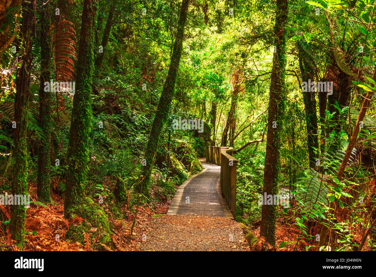 Pathway through New Zealand native bush, Mangapohue Natural Bridge ...
