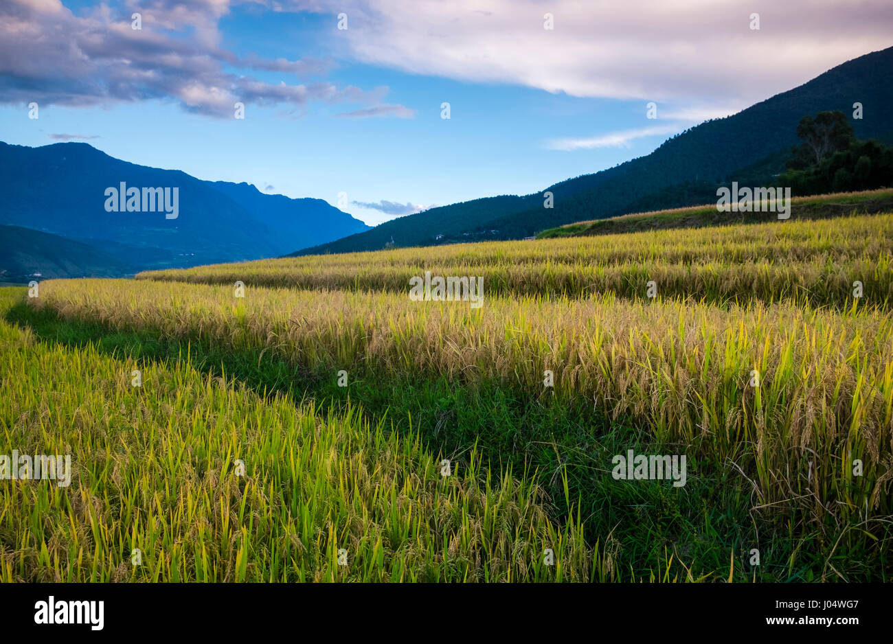BHUTAN - CIRCA OCTOBER 2014: Rice fields in the Bhutanese countryside ...