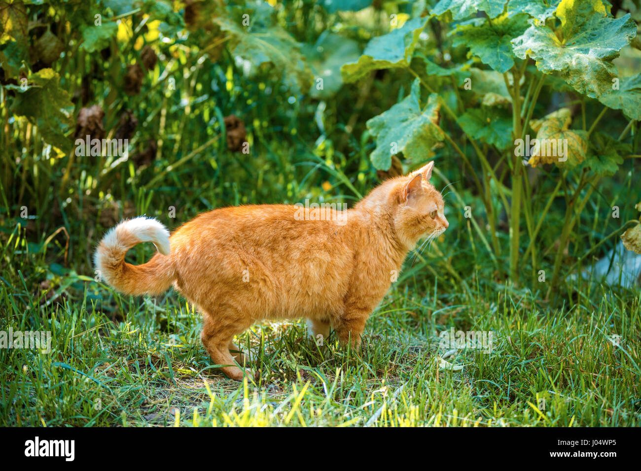 Ginger cat walking in the garden in summer Stock Photo - Alamy