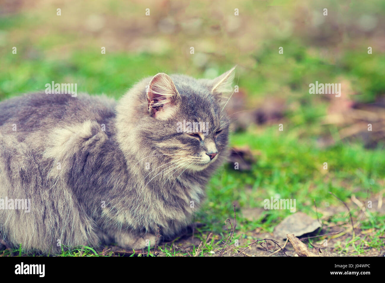 Siberian cat relaxing outdoor on the grass Stock Photo - Alamy