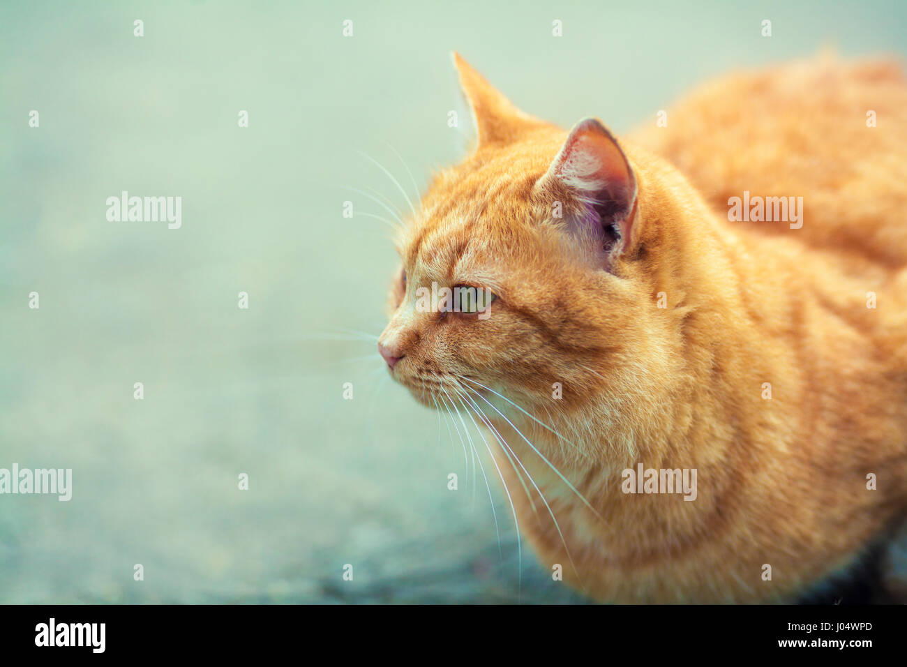 Ginger cat outdoor hi-res stock photography and images - Alamy