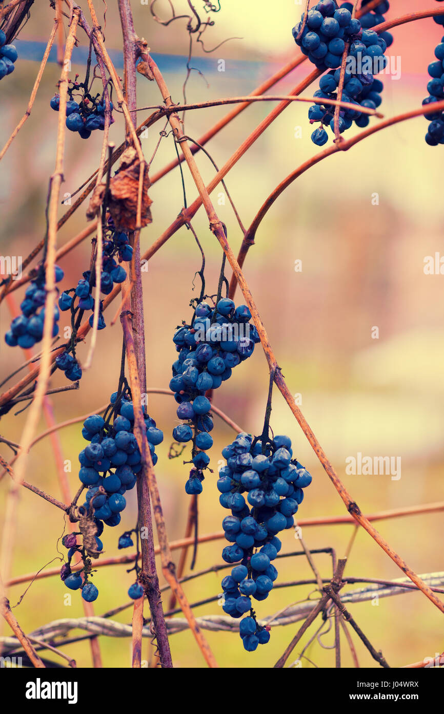 Dry red wine grapes on the grapevine at sunset light Stock Photo - Alamy