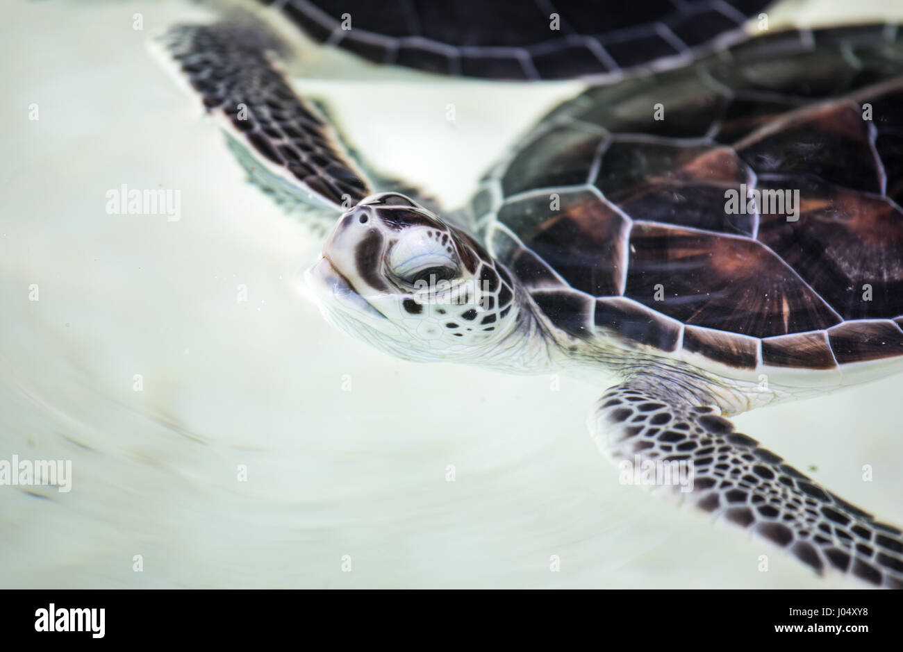 Cute baby sea turtle swimming hi-res stock photography and images - Alamy