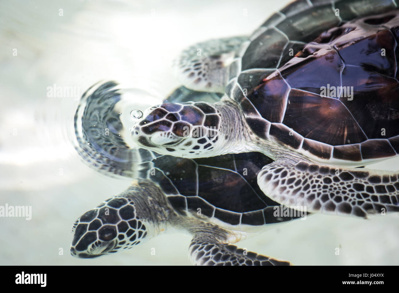 Cute baby sea turtle swimming hi-res stock photography and images - Alamy