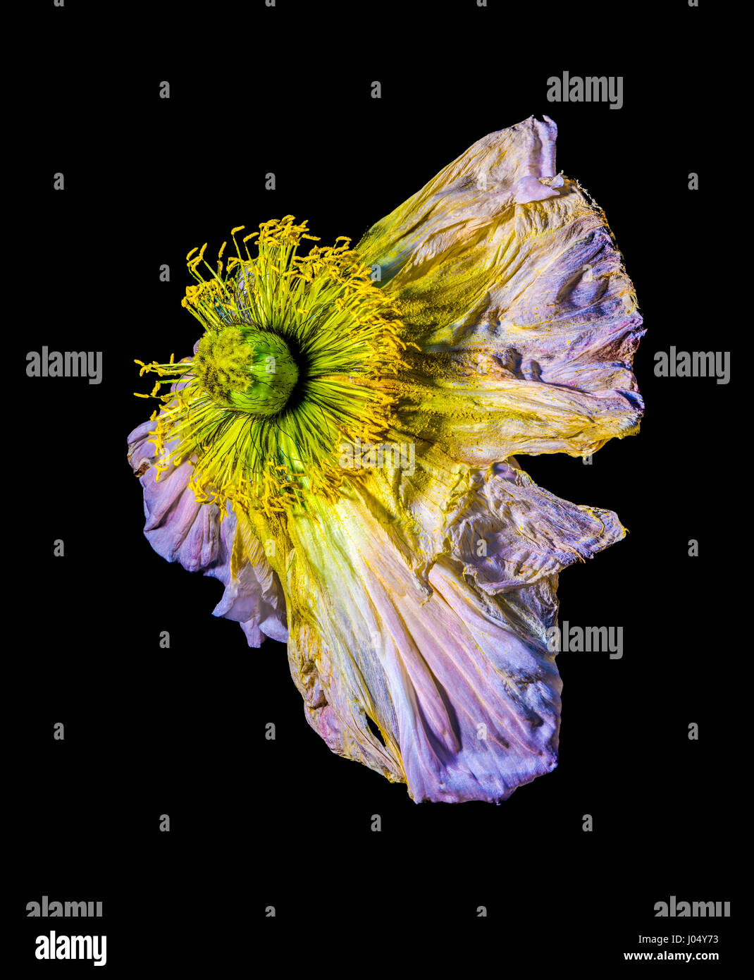 surrealistic floral poppy fantasy,still life color portrait,single ...