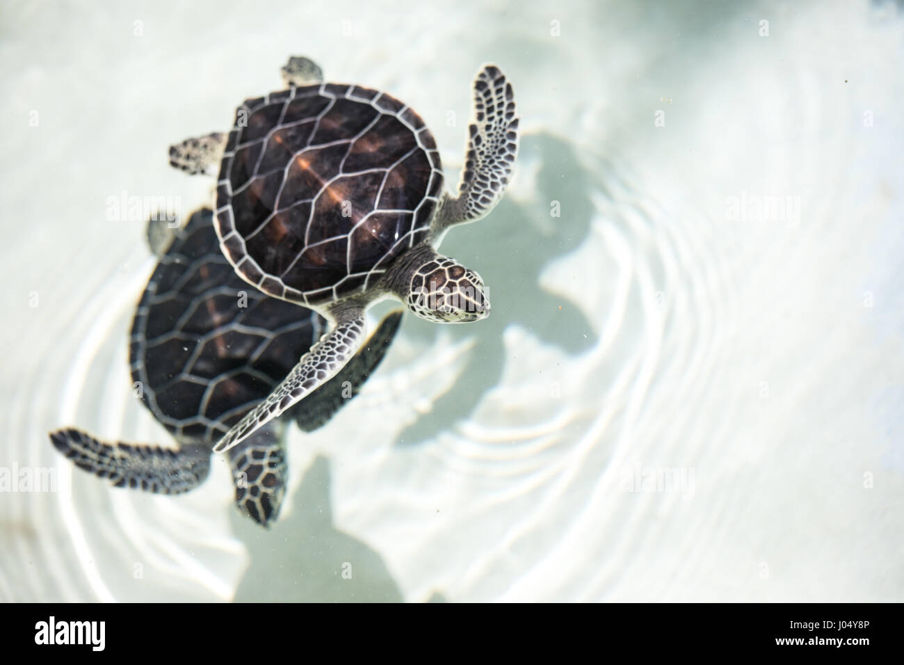 Baby turtle being fostered in a pool prior to release to the nature ...
