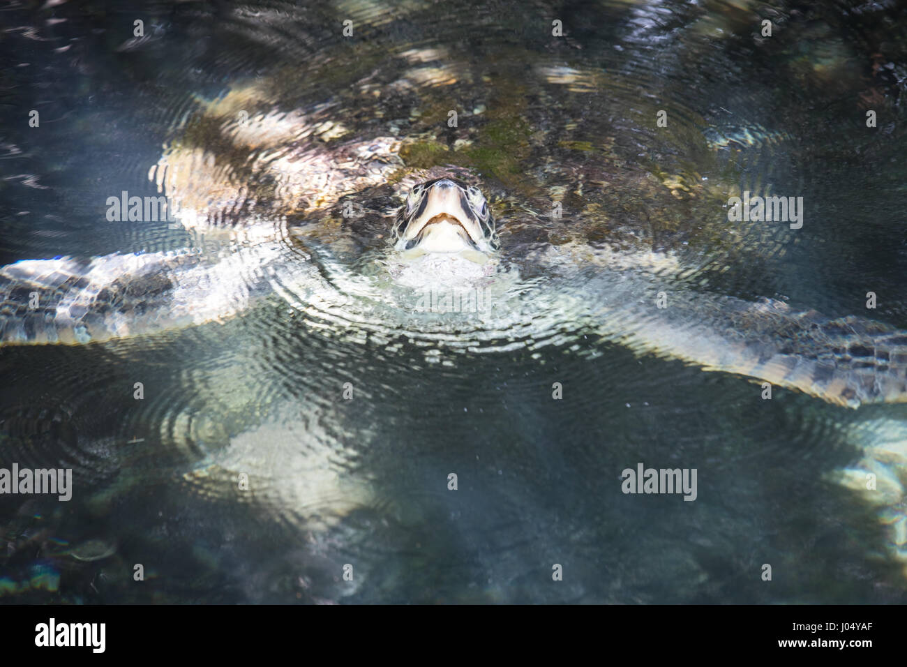 Adult turtle hi-res stock photography and images - Alamy