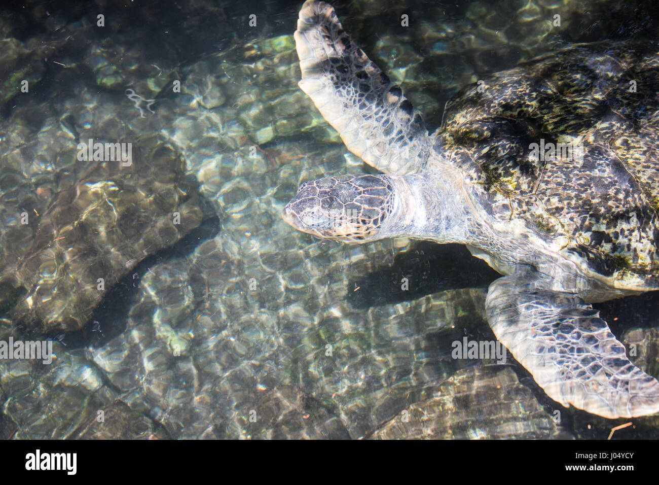 Riviera maya turtle hi-res stock photography and images - Alamy