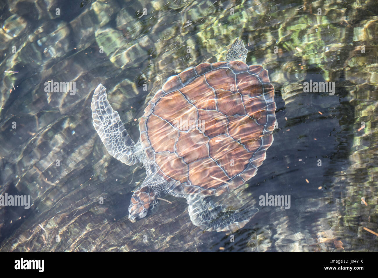 Adult turtle hi-res stock photography and images - Alamy