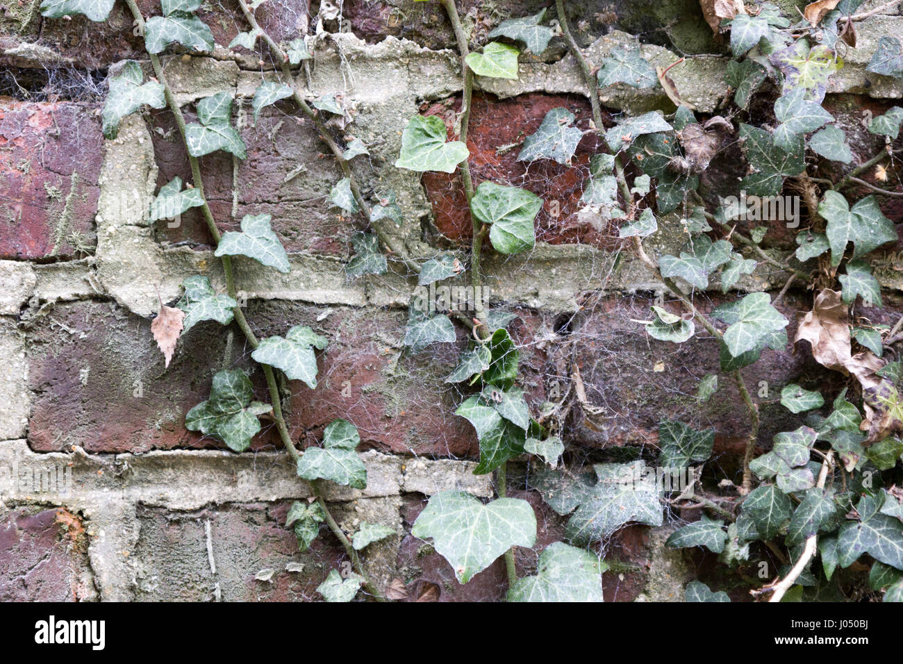 Weathered brick wall overgrown with climbing shrubs, moss and lichen ...