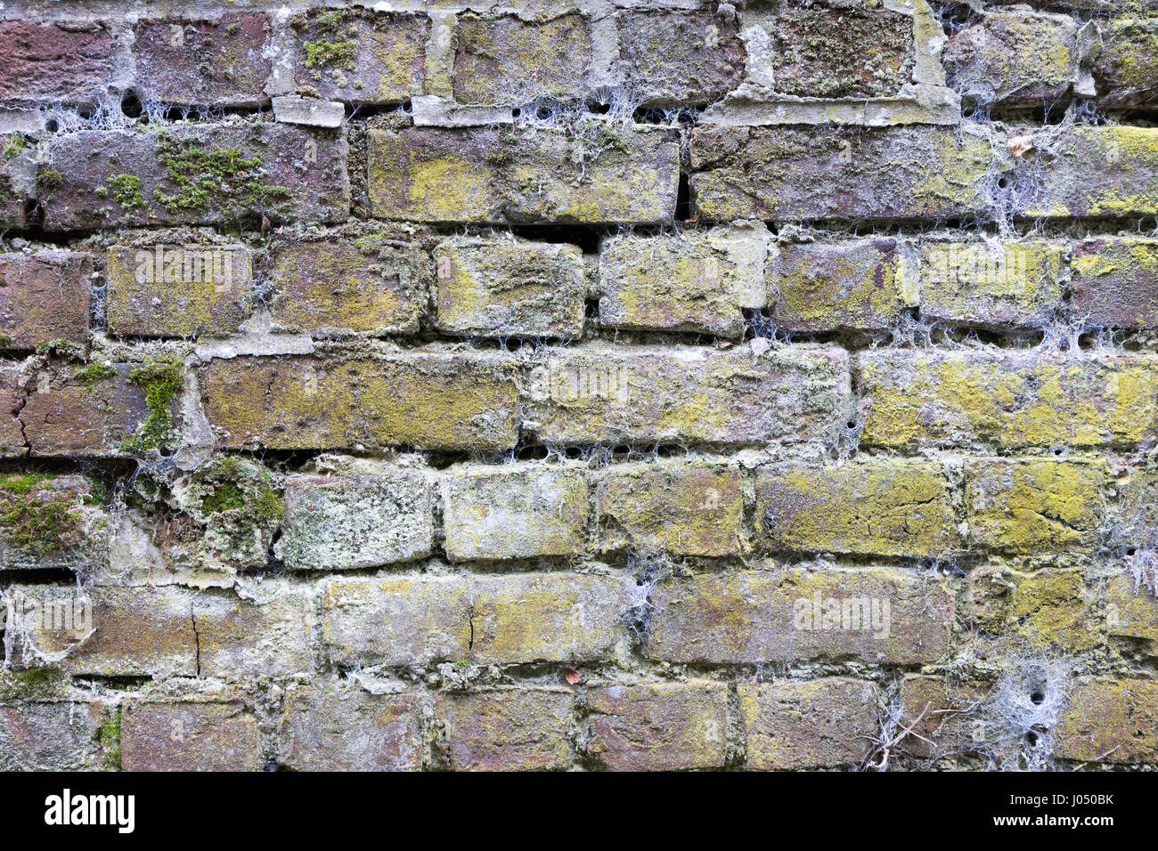 Weathered brick wall overgrown with climbing shrubs, moss and lichen ...