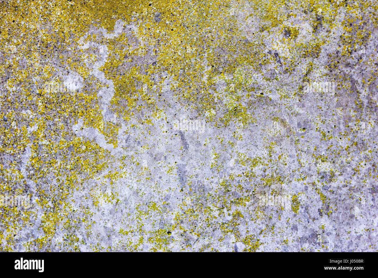 Concrete overgrown with moss and lichen Stock Photo - Alamy