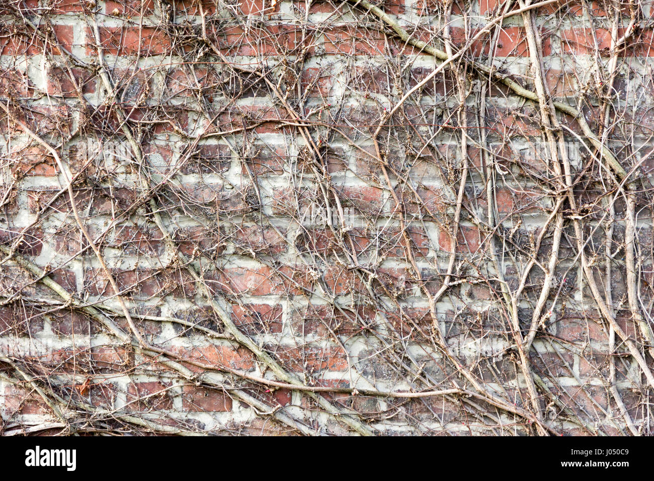 Weathered brick wall overgrown with climbing shrubs, moss and lichen ...
