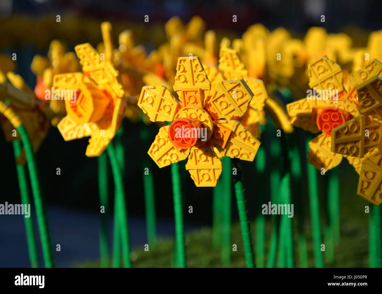 EDITORIAL USE ONLY A flowerbed made from 1700 LEGO daffodils at King ...