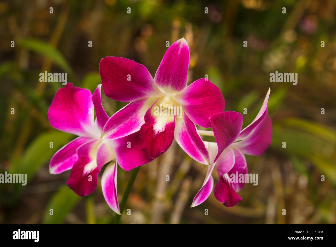 Orchids of malaysia hi-res stock photography and images - Alamy
