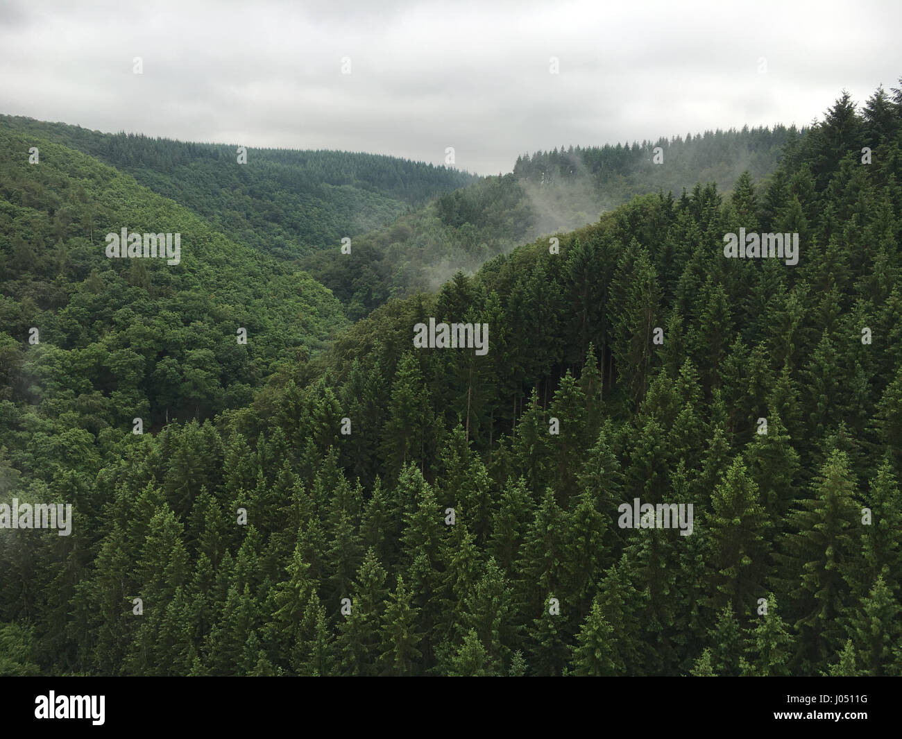 Broadleaf evergreen forest hi-res stock photography and images - Alamy