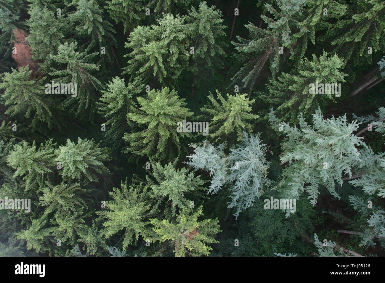 Trees from above hi-res stock photography and images - Alamy