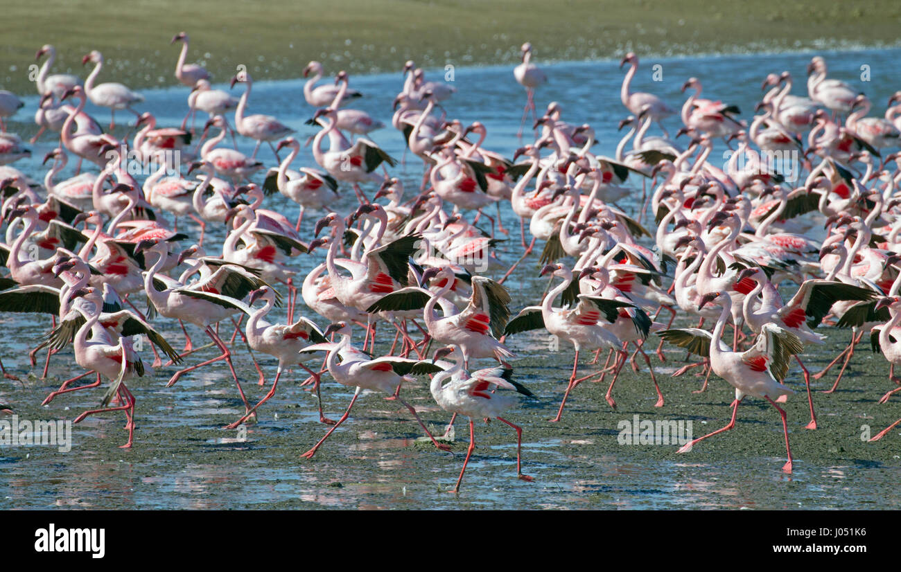 Lesser flamingo Phoeniconaias minor at Walvis Bay Namibia Stock Photo ...