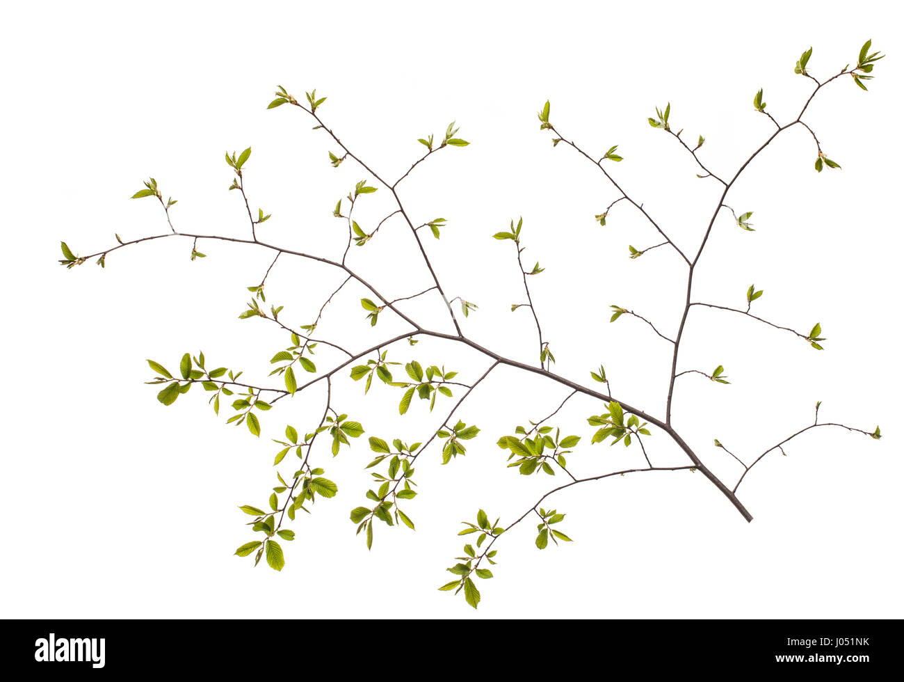 Spring branch with leaves isolated on white background Stock Photo - Alamy